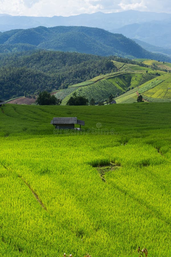 Rice field stock photo. Image of nature, paddy, horizontal - 48366772