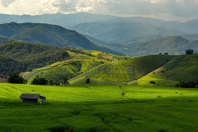 Rice field stock image. Image of hill, cereal, meadow - 48366821