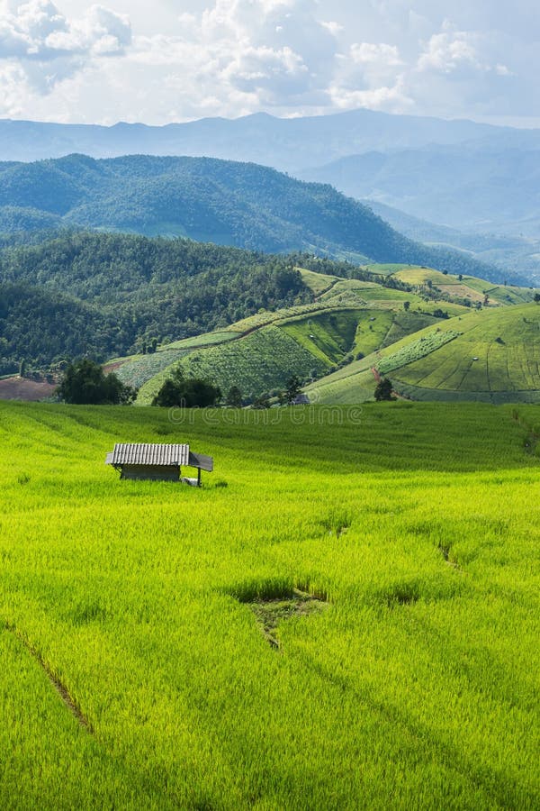 Rice field stock image. Image of beautiful, idyllic, cloud - 48366823