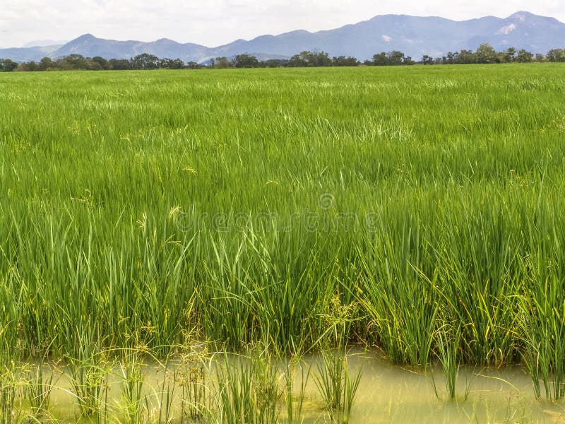 Rice Field stock photo. Image of america, countryside - 91896932