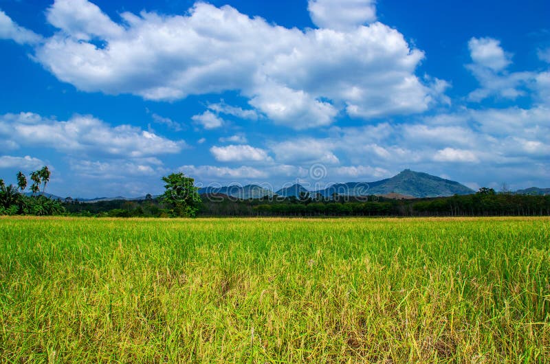 Rice Field Rural with Cloud Sky in Daylight Stock Photo - Image of ...