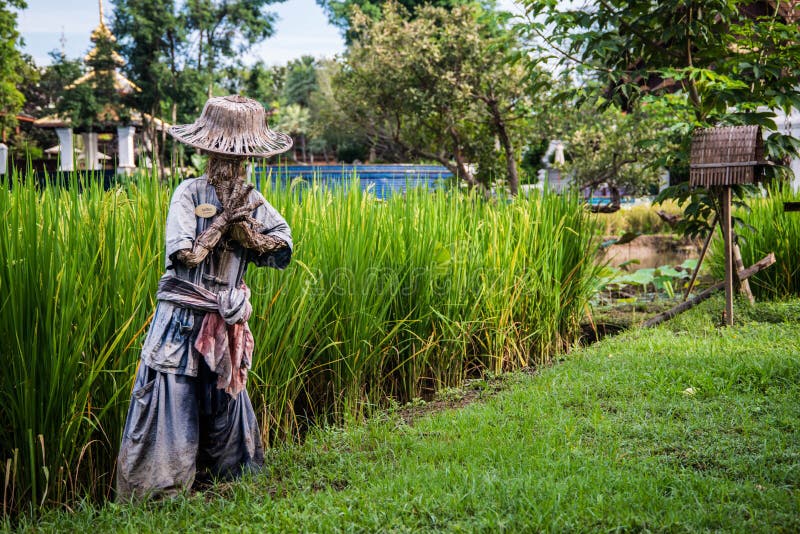 Rice field and scarecrow editorial photography. Image of field - 106586522