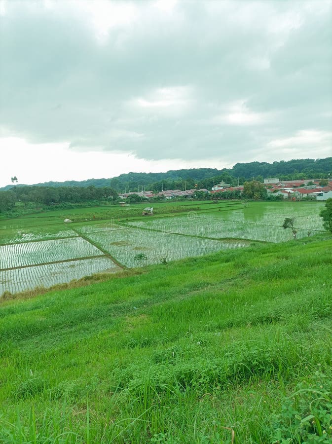 Rice Field Scene in the Afternoon Stock Photo - Image of lawn, field ...