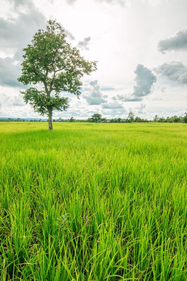 Rice field stock photo. Image of farmland, asia, field - 44070884