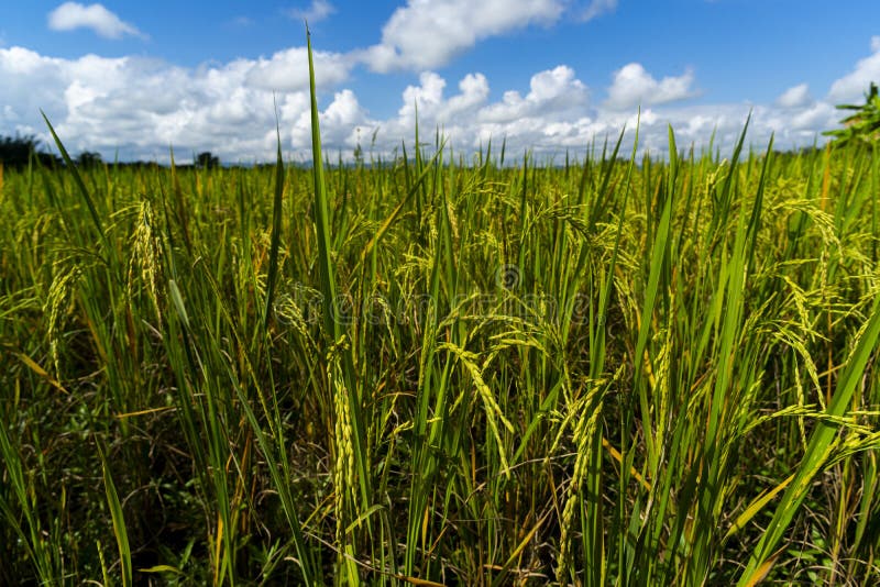 Rice Field Scenery in the Harvest Season, Asia Stock Image - Image of ...