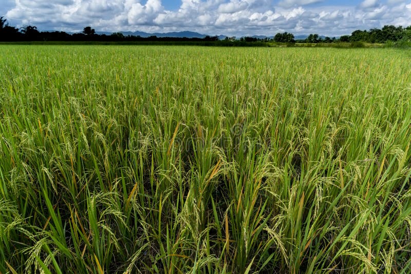 Rice Field Scenery in the Harvest Season, Asia Stock Photo - Image of ...