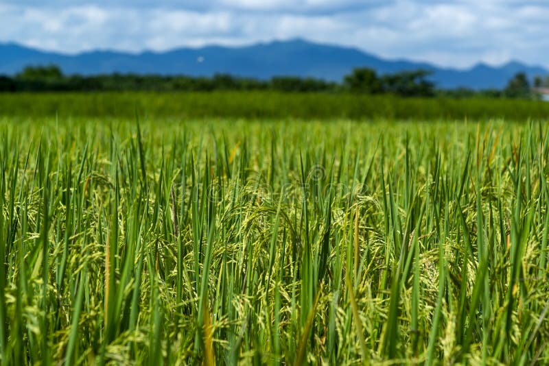Rice Field Scenery in the Harvest Season, Asia Stock Image - Image of ...