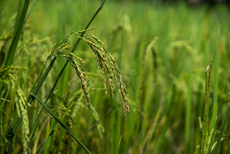 Rice Field Scenery in the Harvest Season, Asia Stock Image - Image of ...