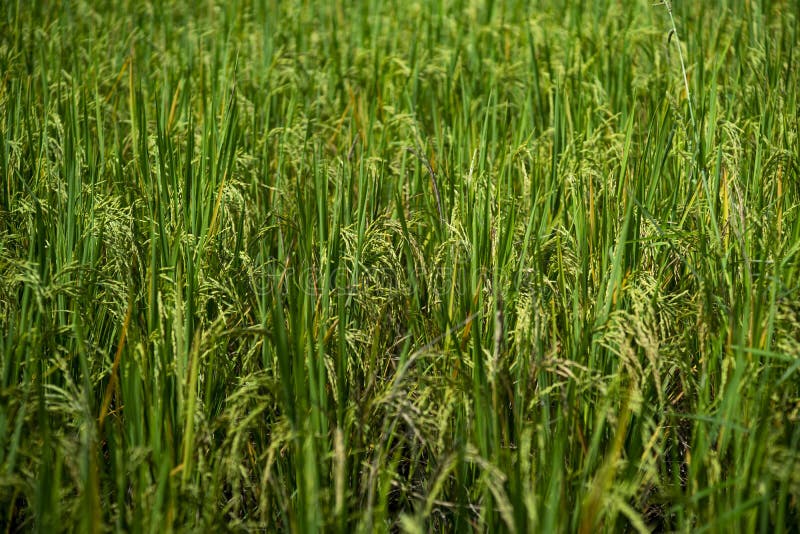 Rice Field Scenery in the Harvest Season, Asia Stock Photo - Image of ...