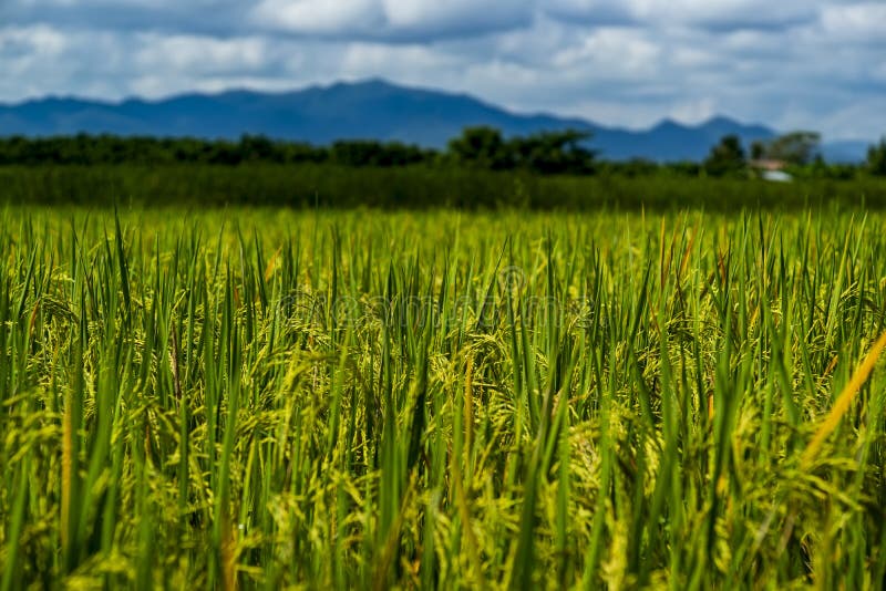 Rice Field Scenery in the Harvest Season, Asia Stock Photo - Image of ...