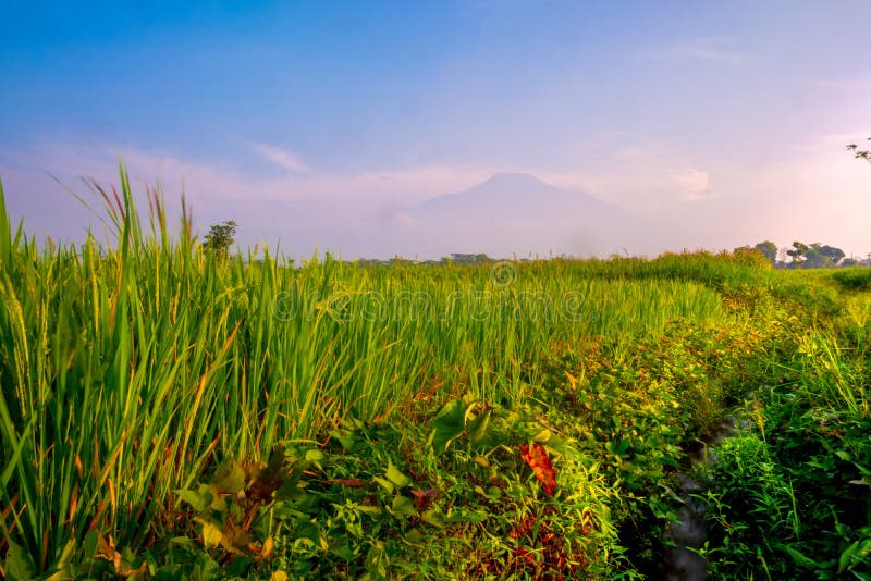 Rice Field Scenery with Mountain Background and Cloudy Blue Sky Stock ...