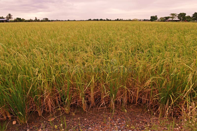 Rice field scenery stock image. Image of agriculture - 99695249