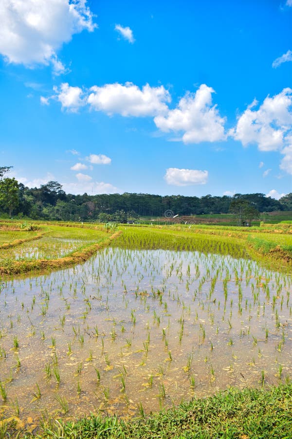 Ricefiled View Stock Photos - Free & Royalty-Free Stock Photos from ...