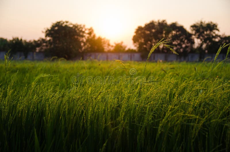 Rce field stock image. Image of asian, farm, crop, path - 30165907