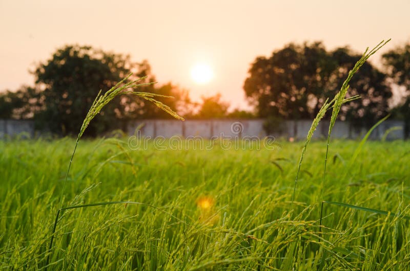 Rce field stock image. Image of harvest, path, rural - 30165915