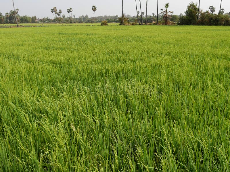 Rice Field, Seam Reap Province in Cambodia Stock Photo - Image of ...