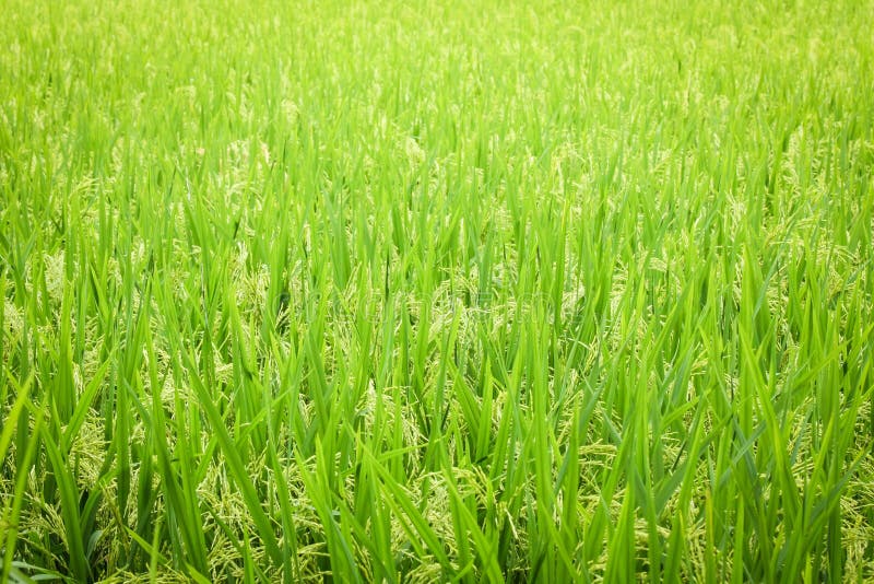 Rice Field Seamless Pattern Stock Image - Image of land, growth: 37759187