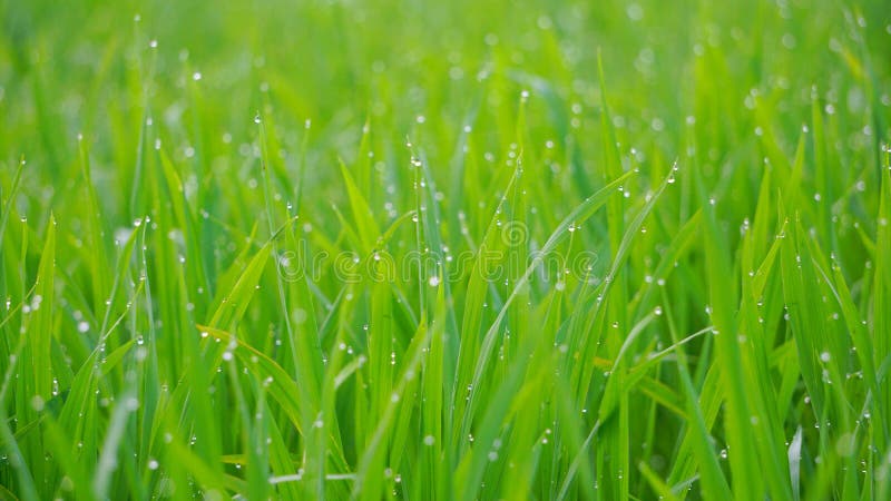 Rice Field Sekinchan Malaysia Stock Image - Image of selangor ...