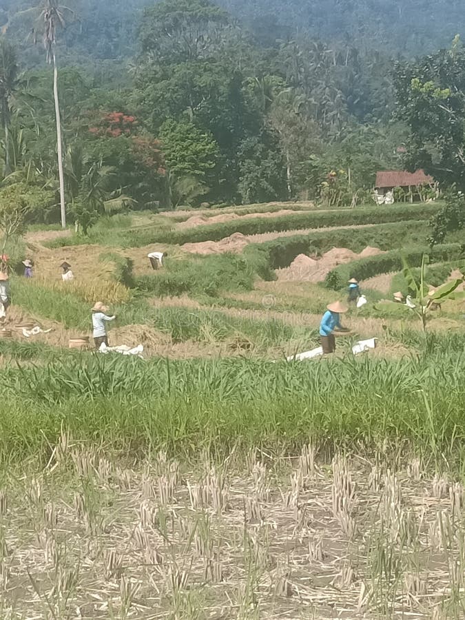 Rice Field Selat, Farm,subak Bali Stock Image - Image of rice ...