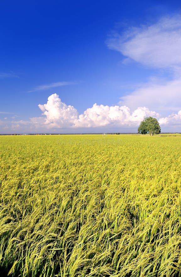 Rice Field Series 2 stock image. Image of close, countryside - 9379861