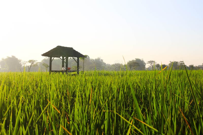 Rice Field Shack stock image. Image of morning, nature - 283232209