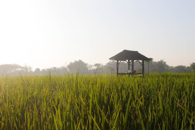 Rice Field Shack stock photo. Image of cereal, green - 283232276