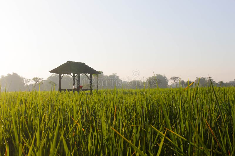 Rice Field Shack 2 stock photo. Image of fluffy, cottage - 309620816