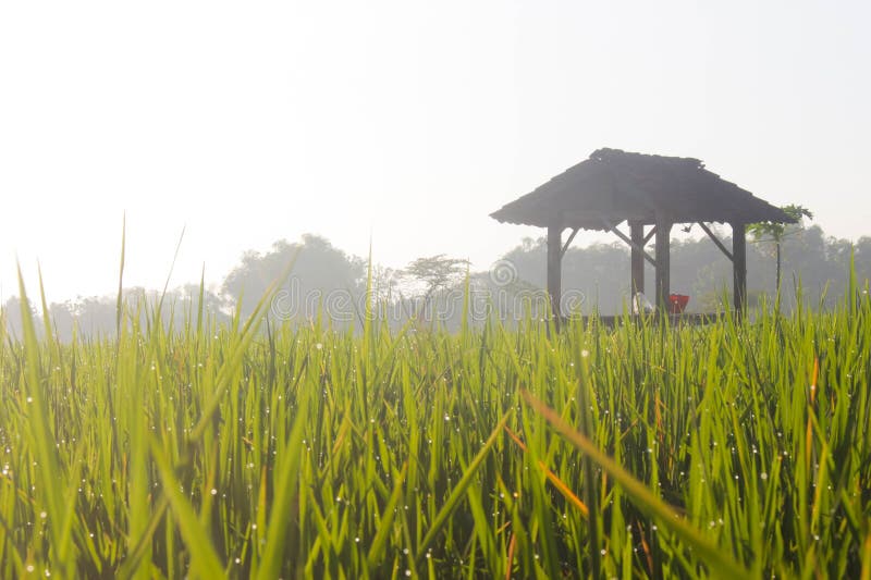 Rice Field Shack 3 stock photo. Image of nature, clouds - 309620826