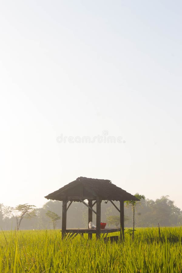 Rice Field Shack 4 stock photo. Image of harvest, clouds - 309620830