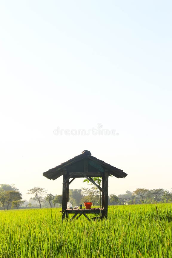 Rice Field Shack 5 stock image. Image of plantation - 309620837