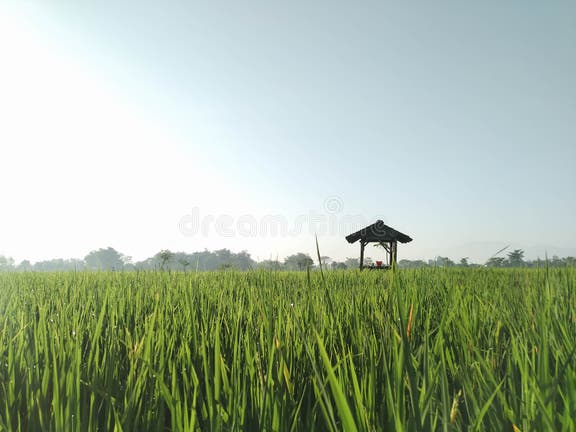 Rice Field Shack stock photo. Image of cloud, crop, cottage - 322300958