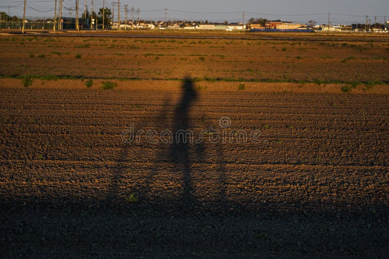 Rice field and shadow stock photo. Image of rice, tohoku - 153571830