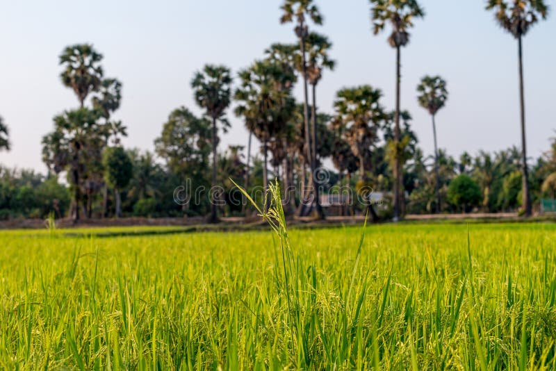 Rice Field in Siem Reap, Cambodia Apr 2016 Stock Photo - Image of ...