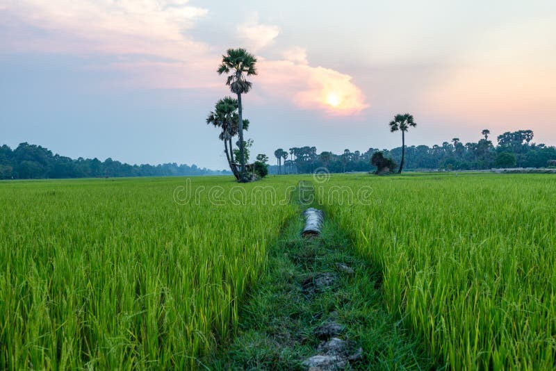 Rice Field in Siem Reap, Cambodia Apr 2016 Stock Photo - Image of khmer ...
