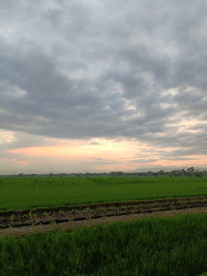 Rice Field Sky in the Afternoon Stock Photo - Image of field ...