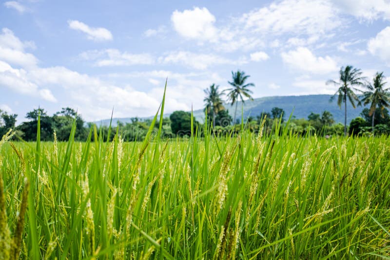 Rice field with sun ray stock photo. Image of field, back - 21392666