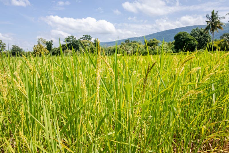 Rice field with sun ray stock photo. Image of field, back - 21392666