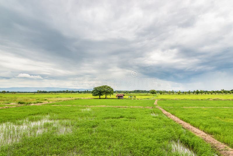 Rice field stock photo. Image of natural, cloud, grass - 43703728