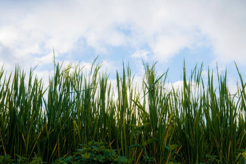 Rice field with sky stock image. Image of grow, country - 164188525
