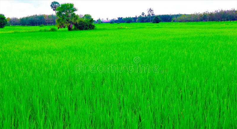 Rice field and sky stock image. Image of farming, environment - 145915201