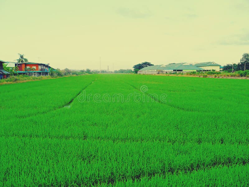 Rice field and sky stock image. Image of clouds, contrasting - 81814347