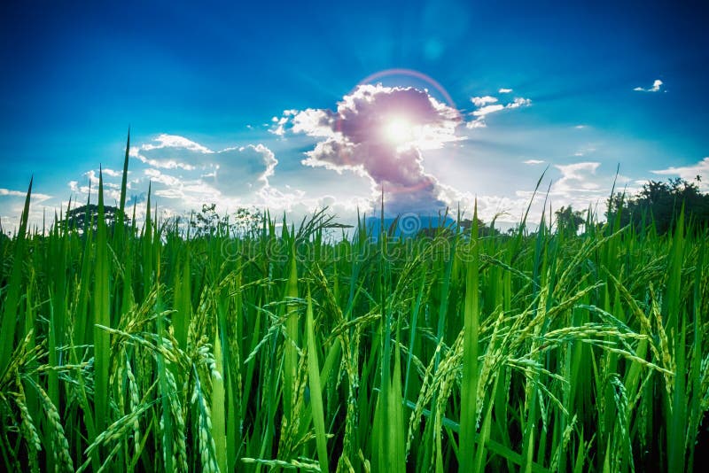 Rice field and sky stock image. Image of thailand, outdoor - 103071605