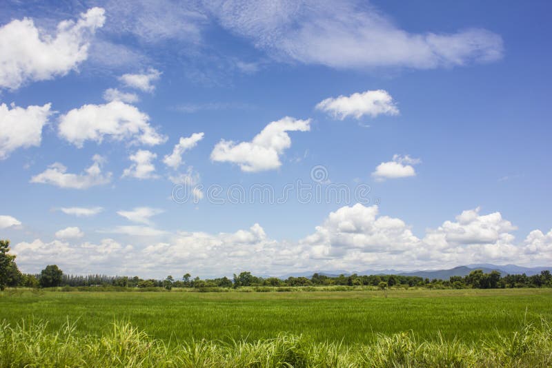 Rice field with sky view stock photo. Image of outdoor - 44012574