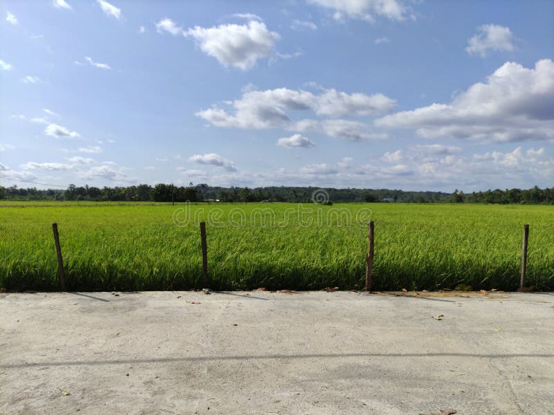Rice field and sky view stock photo. Image of landscape - 222731792