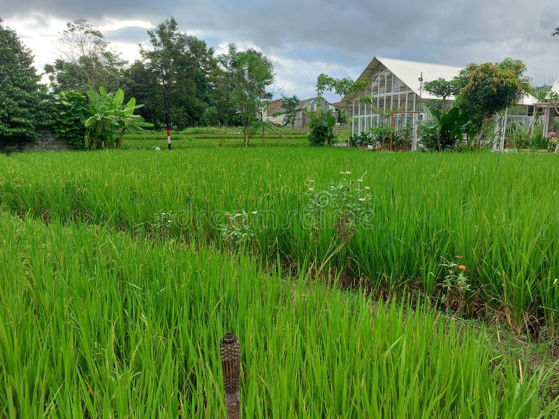 Rice Field in Sleman, Indonesia Stock Photo - Image of rice, indonesia ...
