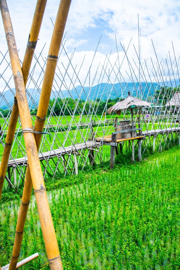 Rice Field with Small Bridge in Pua District Stock Photo - Image of ...