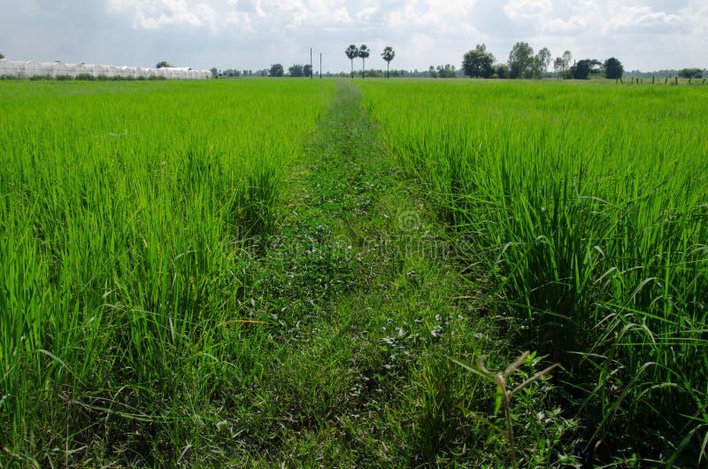 Rice field texture stock image. Image of paddy, background - 45085657