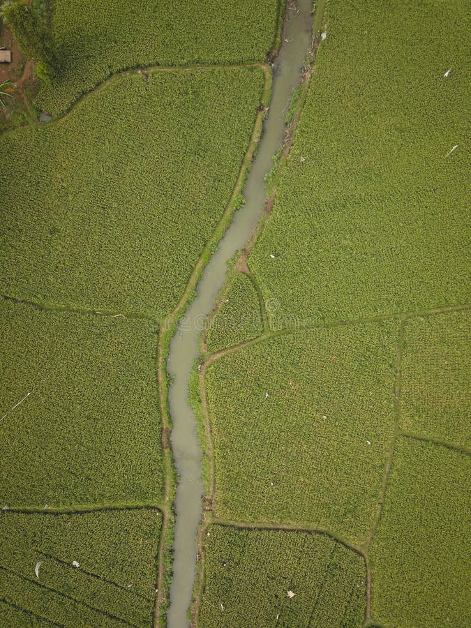 Rice Field with Small River Stock Image - Image of smallriver, rice ...