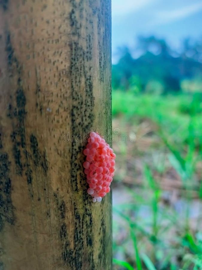 The Rice Field Snail Eggs in Bambu are Pink Stock Image - Image of ...