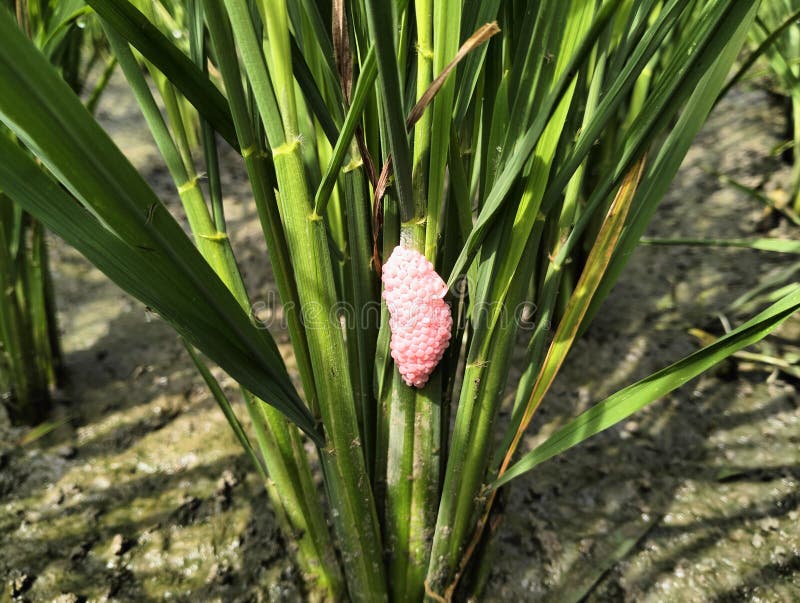 Rice Field Snail Eggs Stick To Rice Stalks. Stock Image - Image of ...